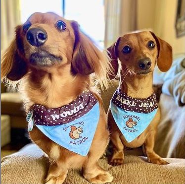 Woody & Hazel Jean Fan Club – Mydeye